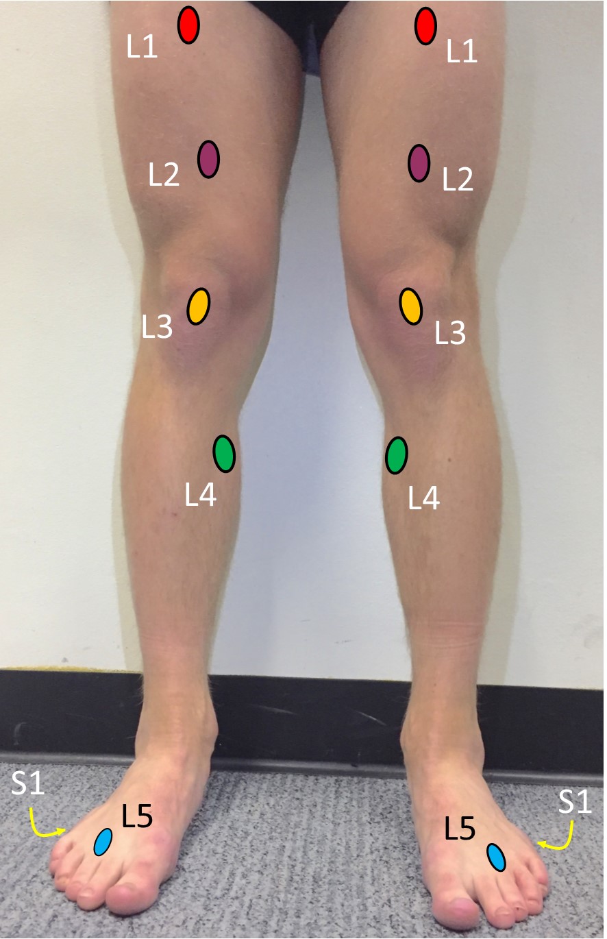 Dermatomes Lower Extremity